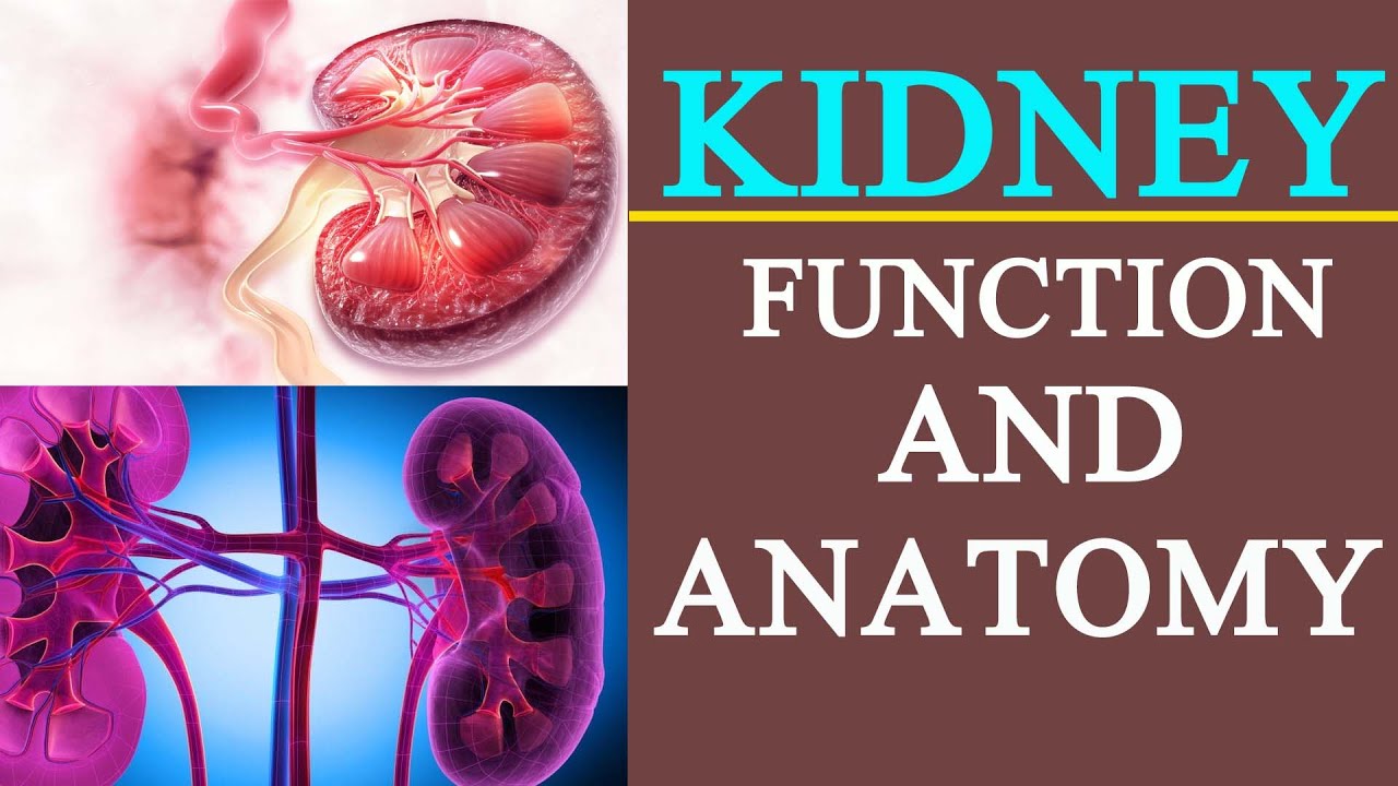 What are Kidneys and their functions? Ways to Keep Your Kidneys Health ...