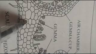 Marchantia Thallus Gemmae Cup