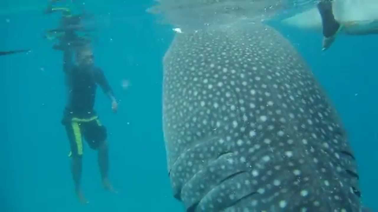 Butanding experience in Oslob, Cebu! 07-04-14 - YouTube