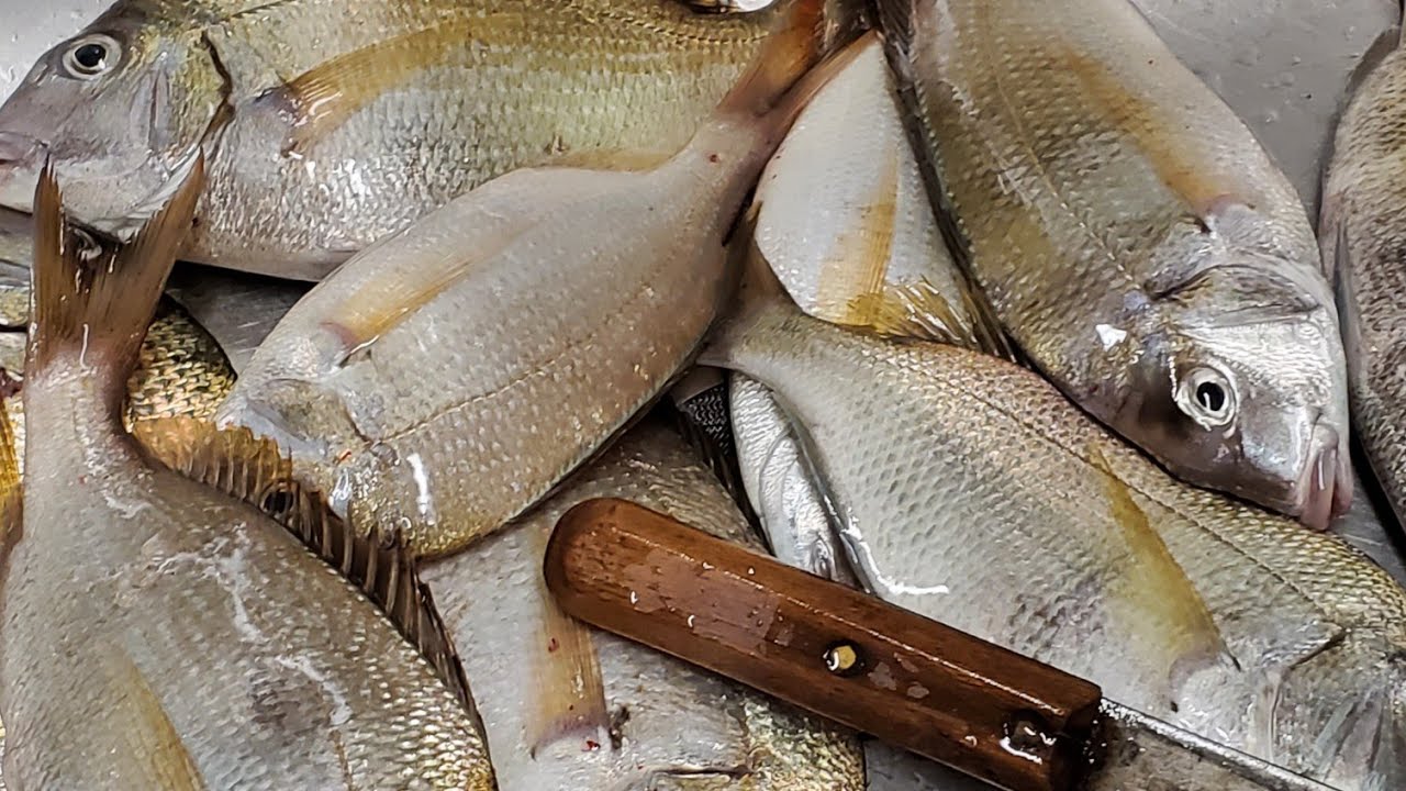 una buena pesca de mojarras con Linea de manos y muchos piques - YouTube