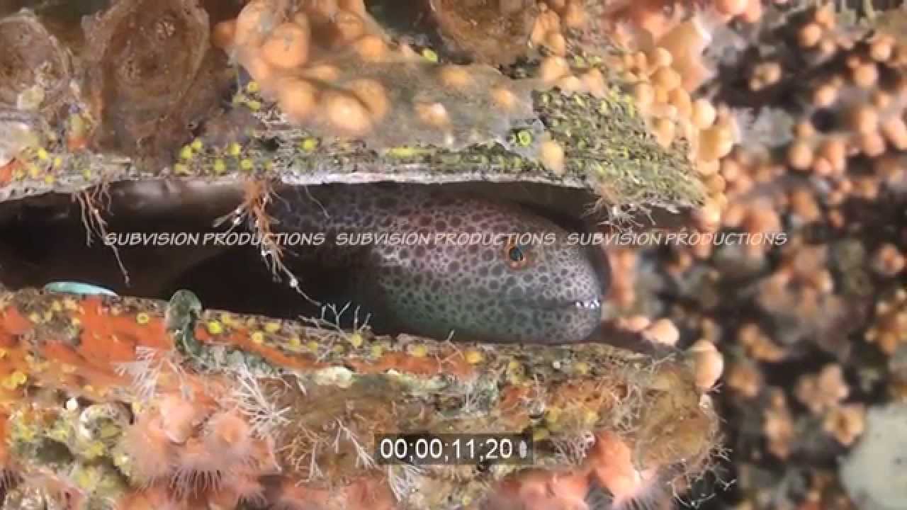 Wolf eel juvenile (Anarrhichthys ocellatus) in old rock scallop shell ...