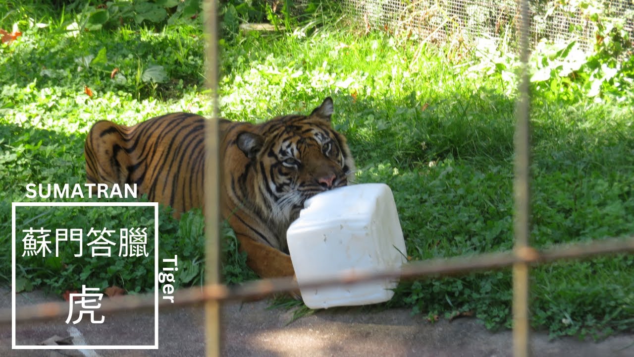 Sumatran Tiger and its toy | 老虎的玩具#tiger#torontozoo - YouTube