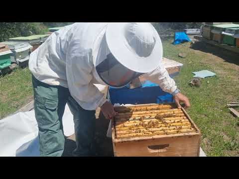 #carnica# YouTube kovani