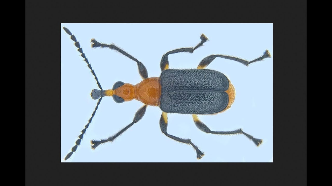 Mango leaf cutting weevil - YouTube