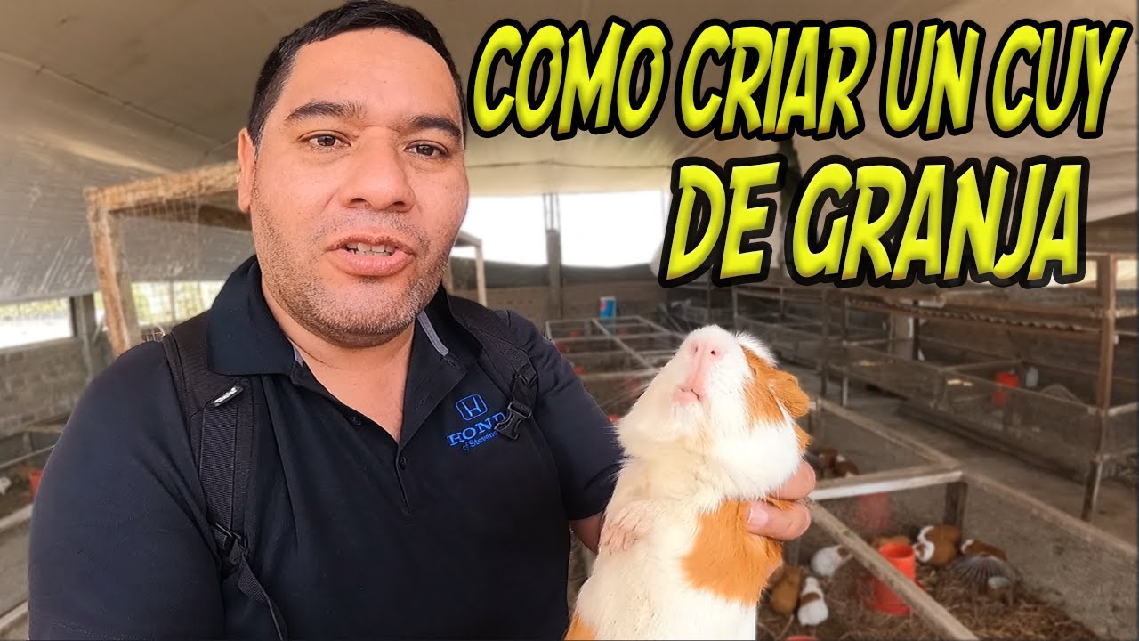 COMIDA EXCLUSIVA DE LOS INCAS (EL CUY) - YouTube