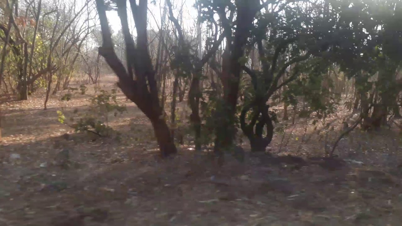 Bidar forest with umasankar raju(1) - YouTube
