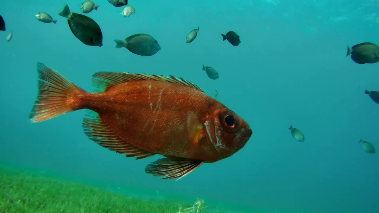 Martinique snorkeling poisson rouge - YouTube
