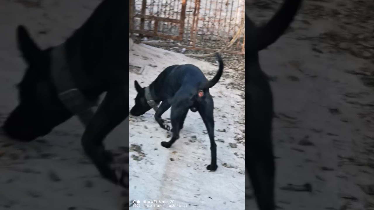Chinese Red Dog # Guard dog# Police dog # Wolfdog # k9 # Laizhou Red ...
