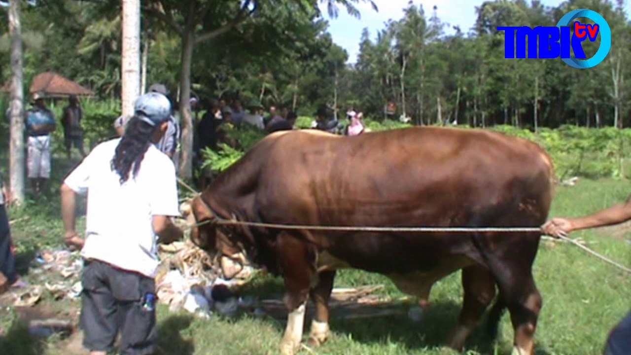 Kontes Sapi Dalam Rangka Memperingati HUT Desa Ketawangrejo Ke 91 - YouTube