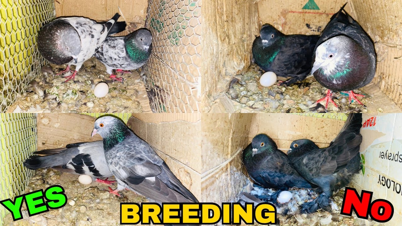 Breeding Progress Start 😍 Yes Or No Pigeon breeding progress tips ...