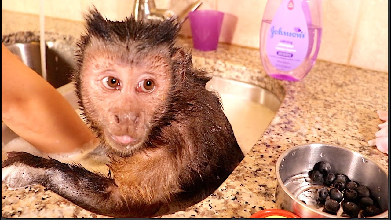 Monkey Gets LONG HOT RELAXING BATH! - YouTube