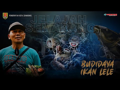 JELAJAH SEMARANG - BUDIDAYA IKAN LELE