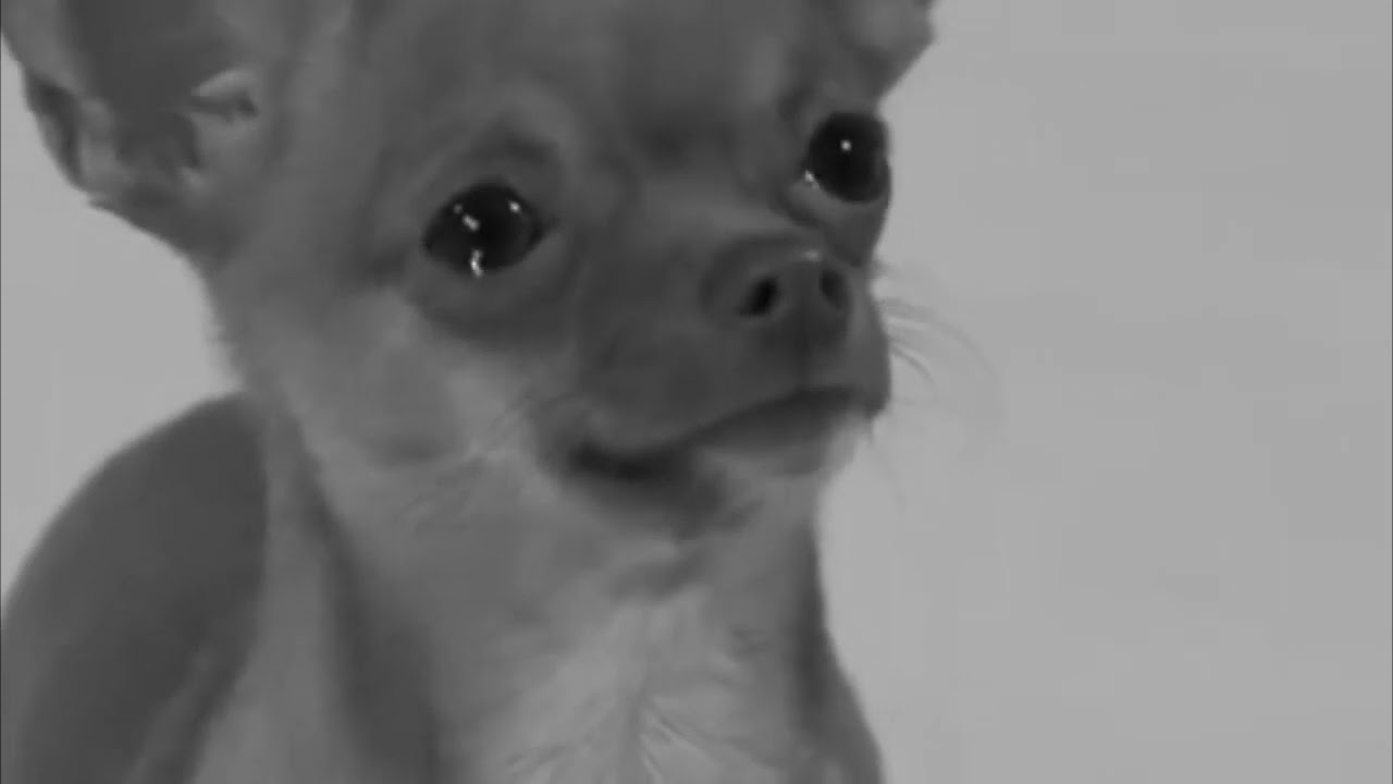 PERRITO CHIWAWA LLORANDO MEME 😢😂 - YouTube