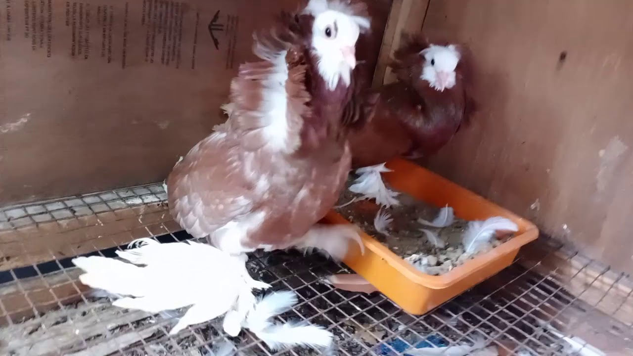 MOST BEAUTIFUL ( JACOBIN ) BREEDING CAGE PAIR PIGEON - YouTube