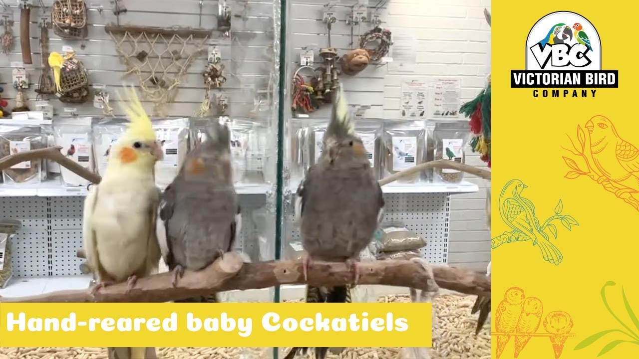 Baby Hand-Reared Cockatiels | Victorian Bird Co - YouTube