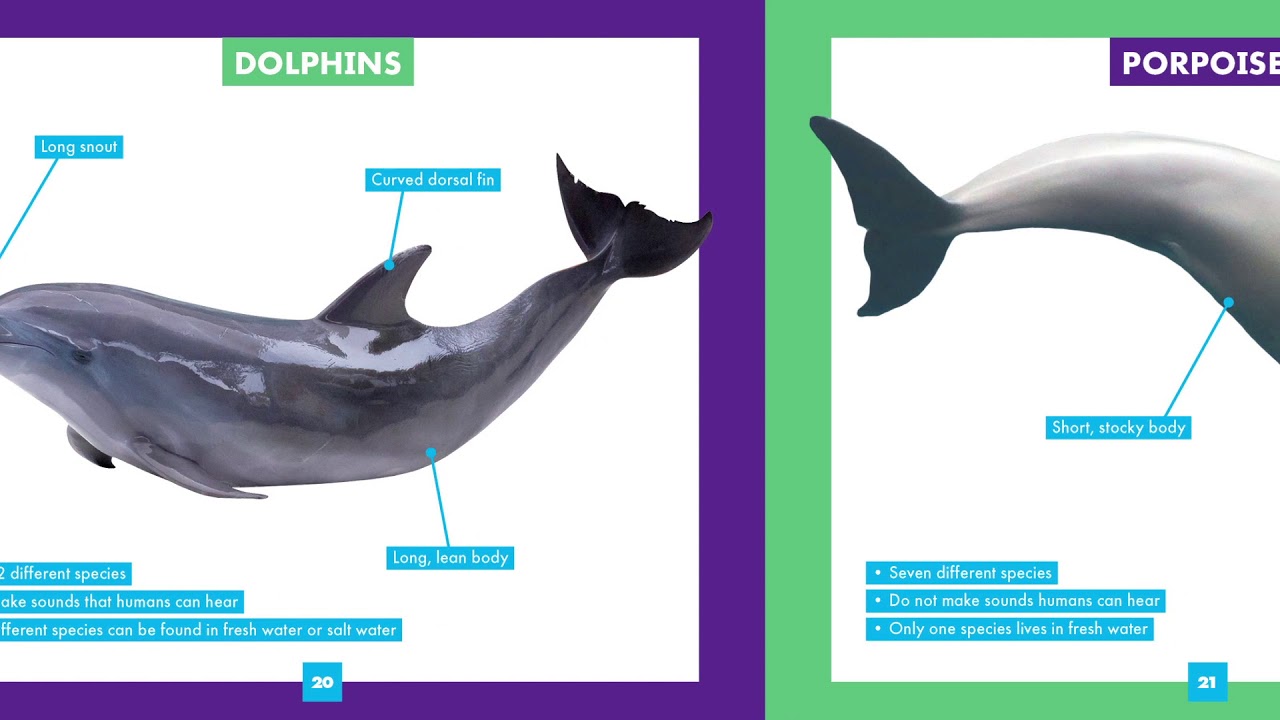 Comparing Animal Differences - YouTube