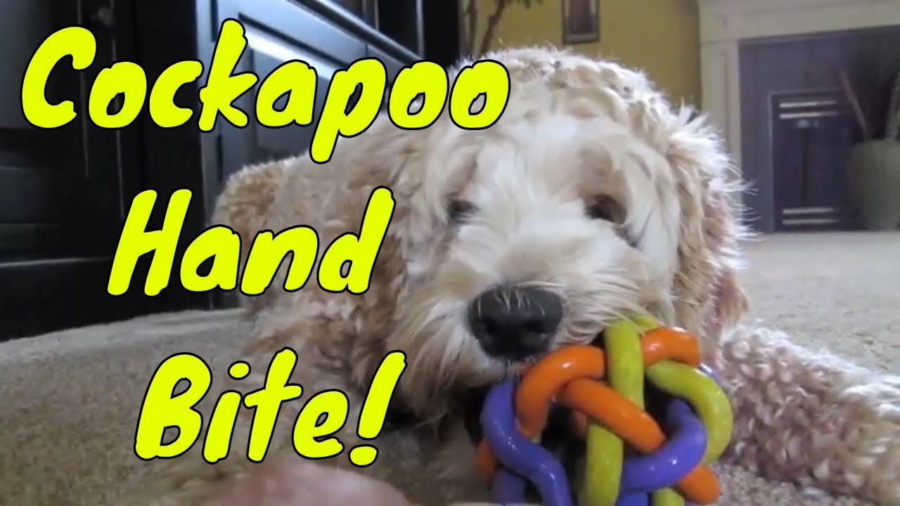 Our cockapoo almost bites my hand, then changes her mind... - YouTube