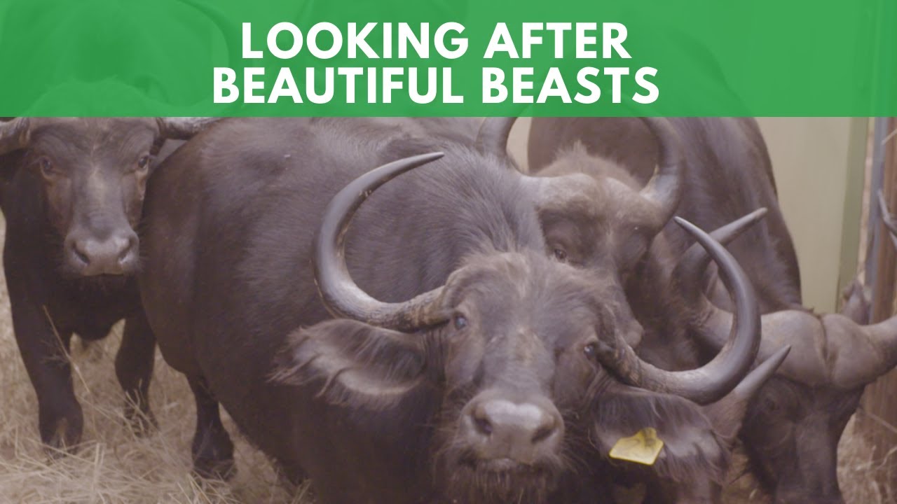 Looking After Beautiful Beasts - YouTube