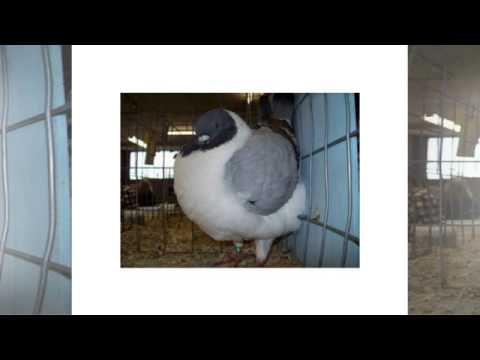 Gazzi Modena Pigeon - YouTube