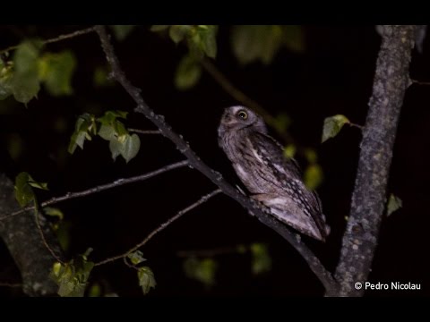 Eurasian Scops Owl Calling