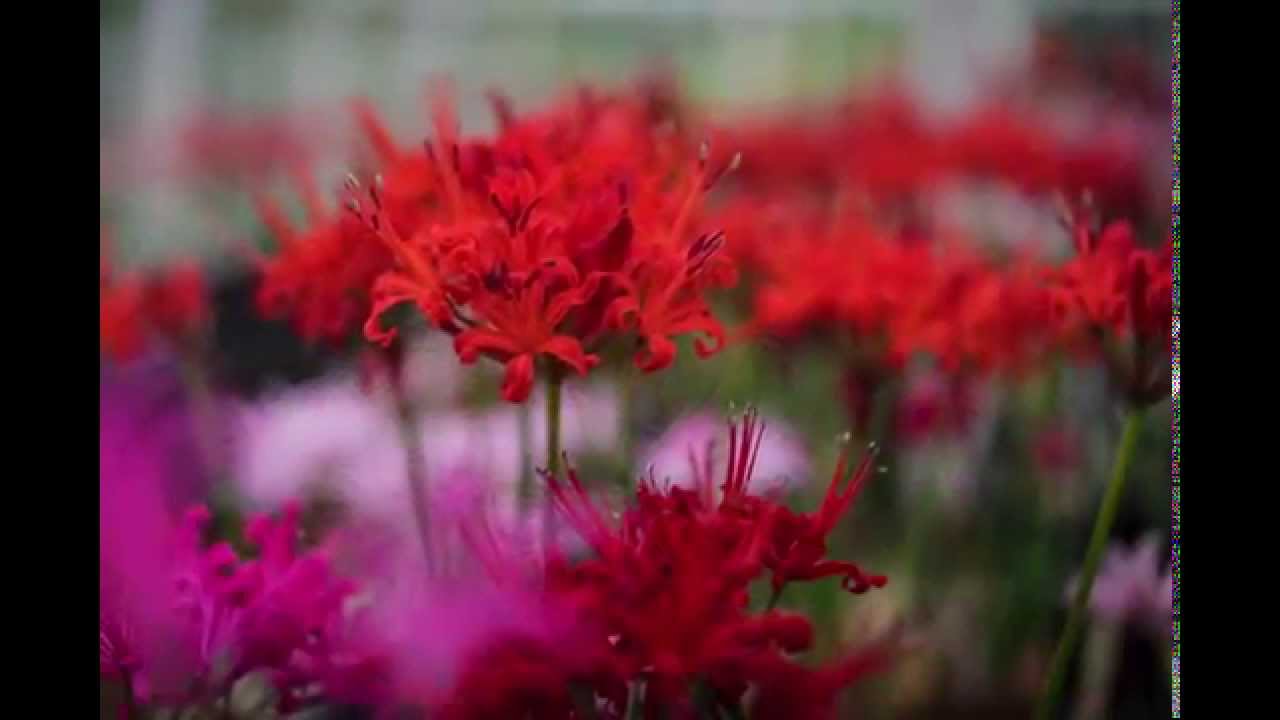 The Guernsey Lily - Nerine Sarniensis - YouTube