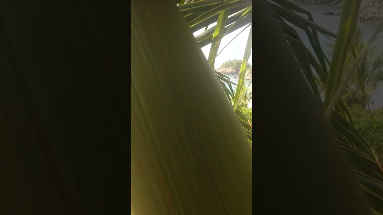 Coconut Tree Elevation - YouTube