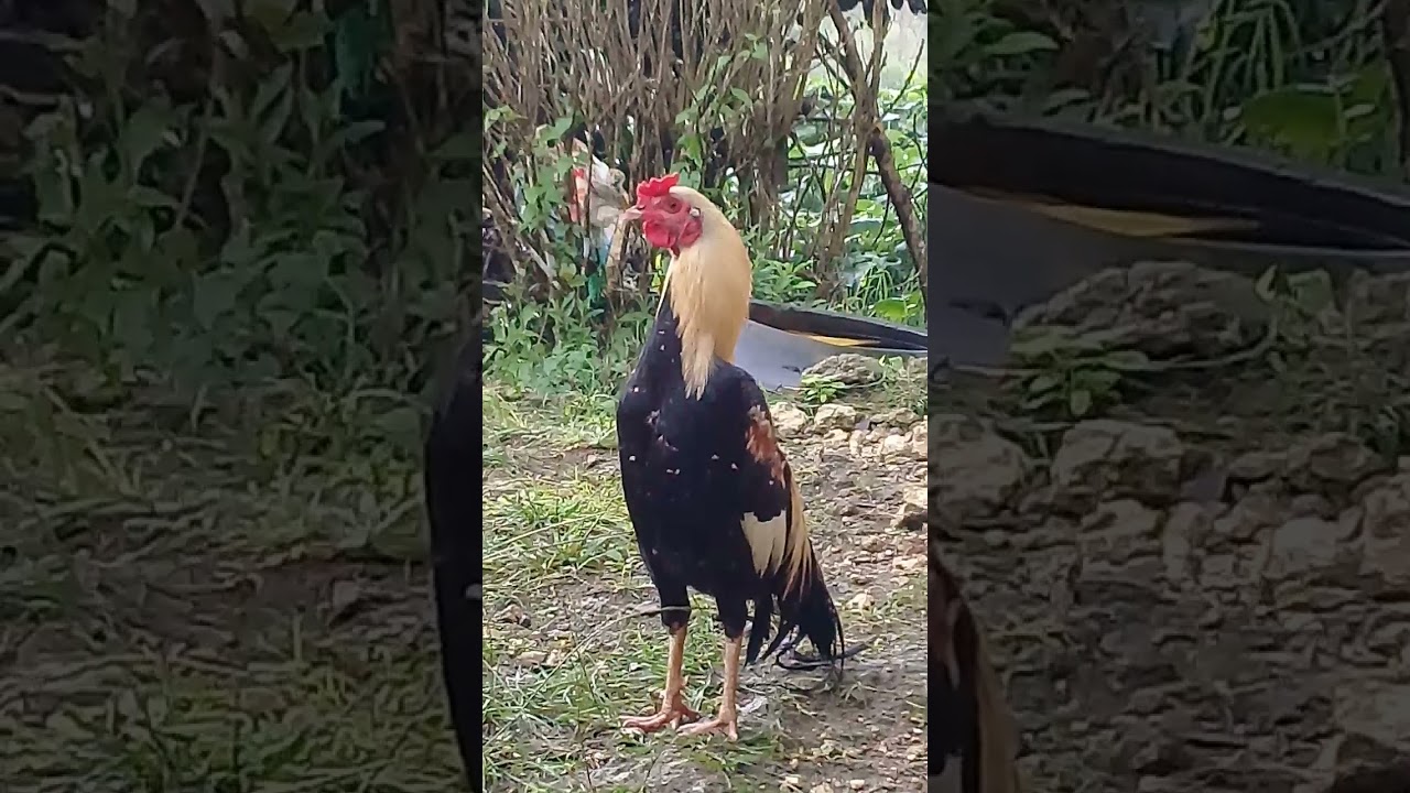 when rooster is wet - YouTube