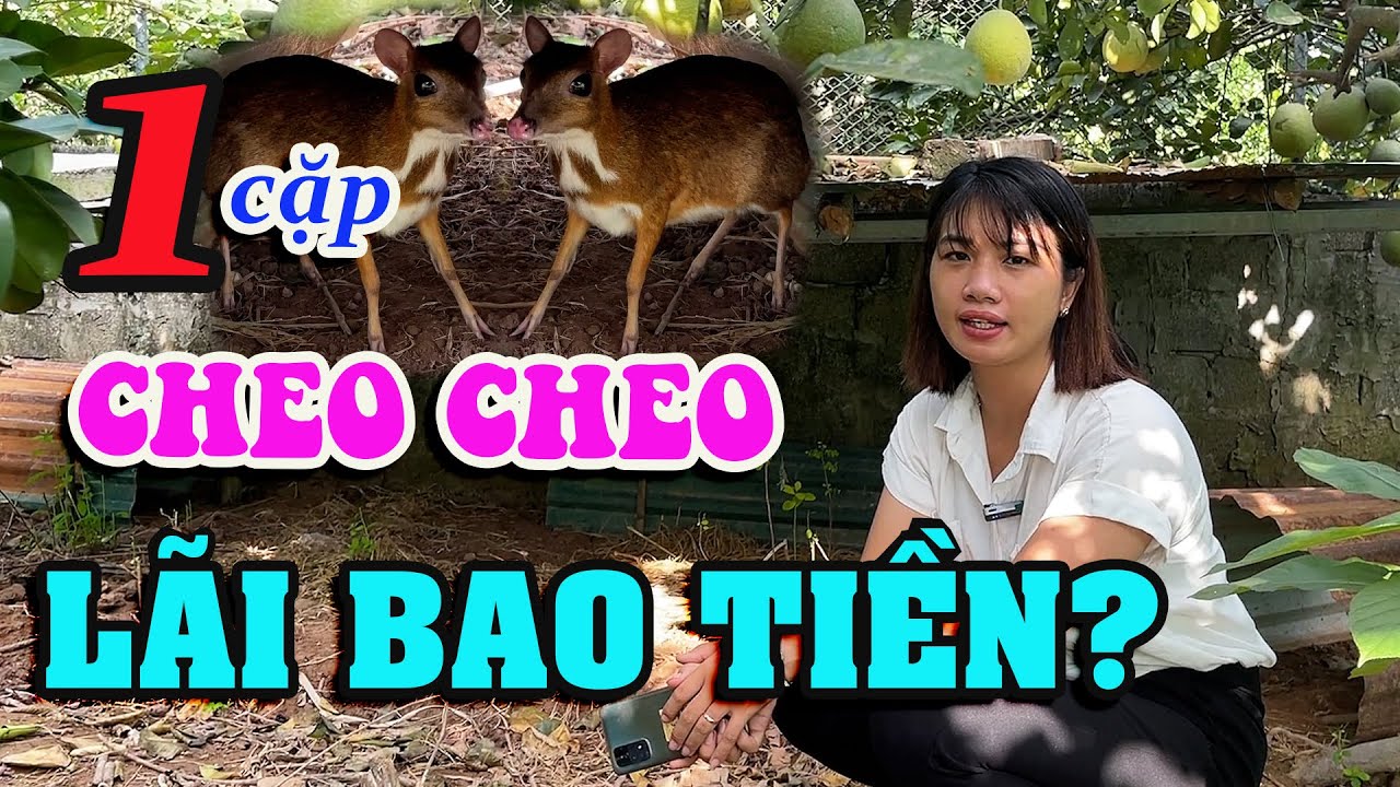 Nuôi 1 Cặp Cheo Cheo Giống Lãi Bao Nhiêu Tiền? Con Cheo Cheo Giống - Loài Vật Nuôi Mới Hiệu Quả ...