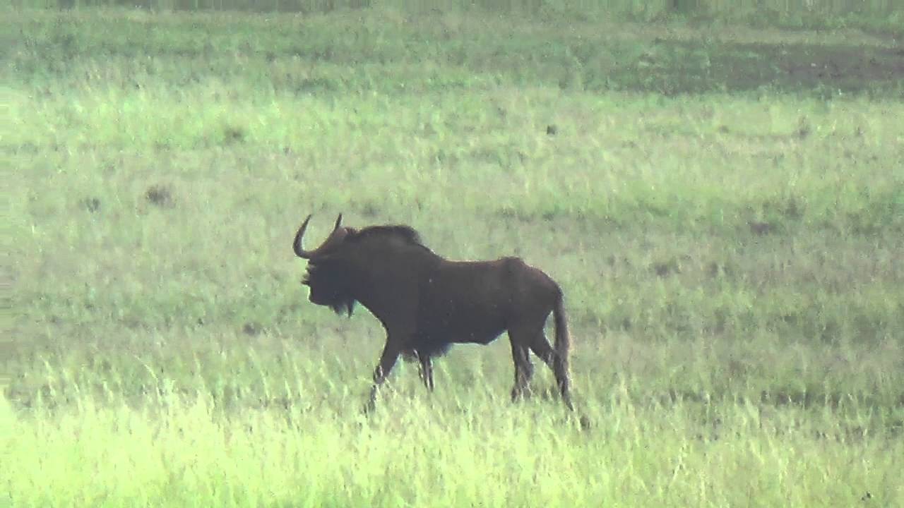 South Africa Black Wildebeest Hunting March 2016 - YouTube