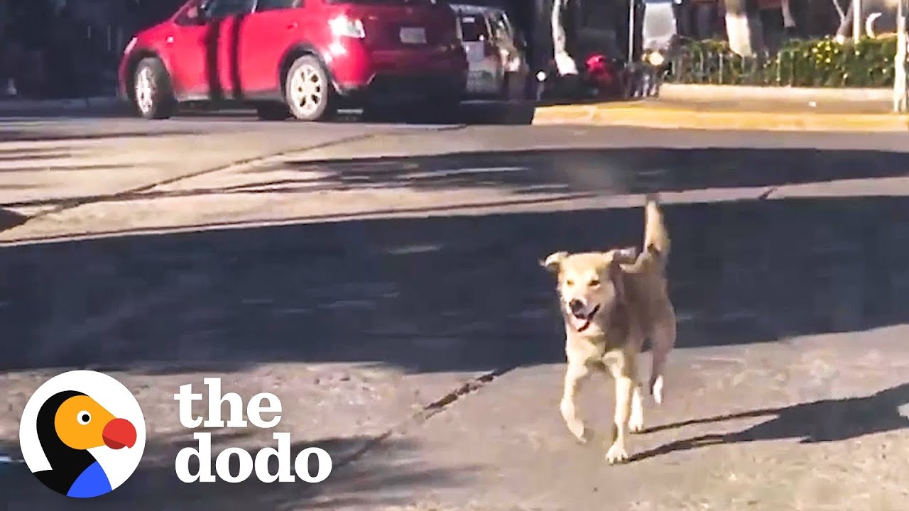 Stray Dog Chases Woman's Car For Five Blocks Until She Finally Stops ...