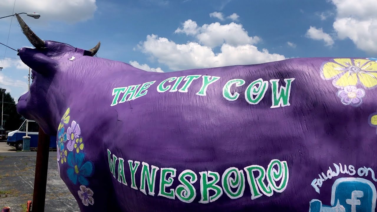 The City Cow - YouTube