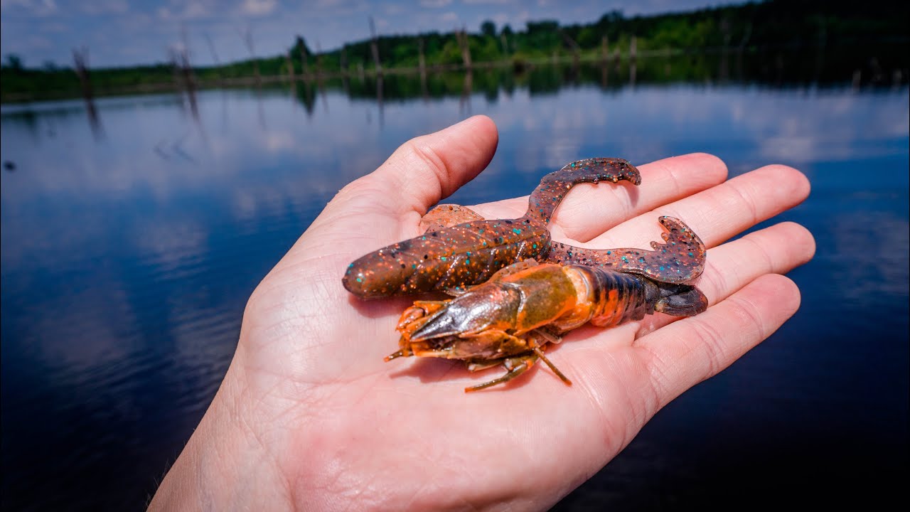 Crawfish Lure Vs. Real Crawfish? Match The Hatch (Land Of Giants Tour ...