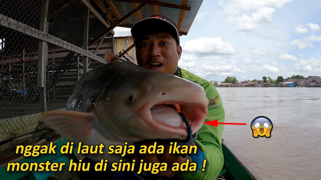 Mancing ikan monster hiu air tawar Pakai umpan Pisang awak - YouTube