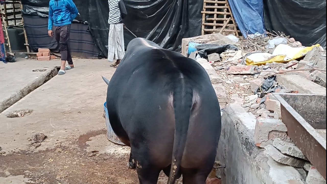 Punganur Bull Pair Black And White Bone Bull 🐂 - YouTube