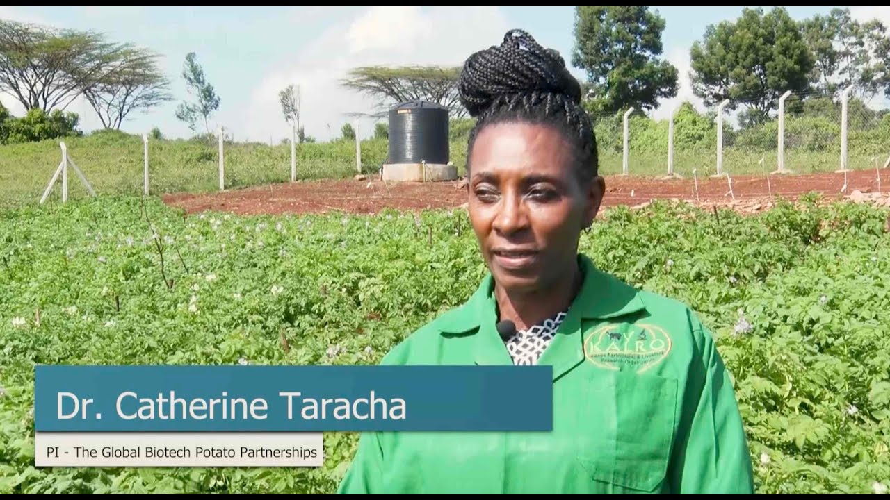 Late Blight Resistant Potatoes in Kenya - Dr Catherine Taracha -KALRO ...