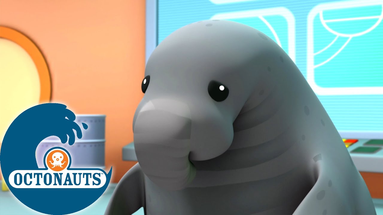 Octonauts - L'énorme éléphant de mer | Dessins animés pour enfants ...