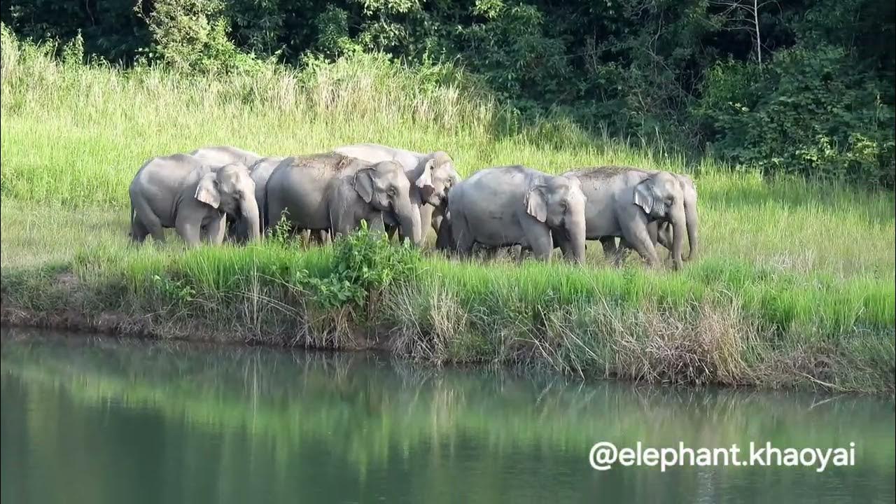 โขลงช้างเดินผ่านสระน้ำ คือภาพในฝันใครหลายคน - YouTube