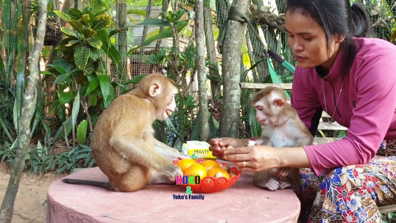 Cute BB Monkey YOKO & Koko Yummy Eating Orange, Mom Preparing Fruits ...