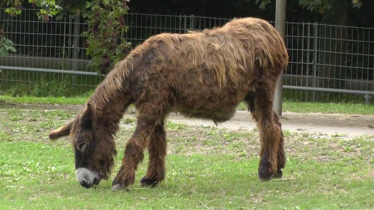 Der Mundenhof in Freiburg in Breisgau | Tierpark - YouTube