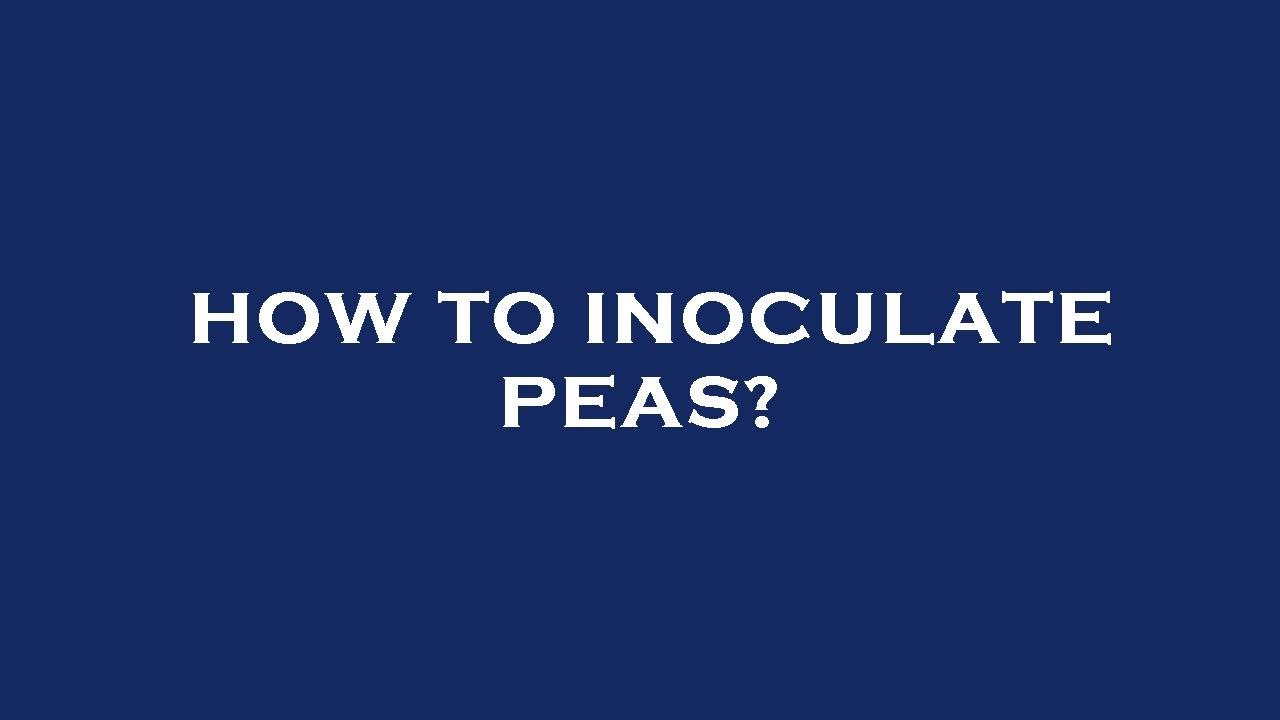 How to inoculate peas? - YouTube