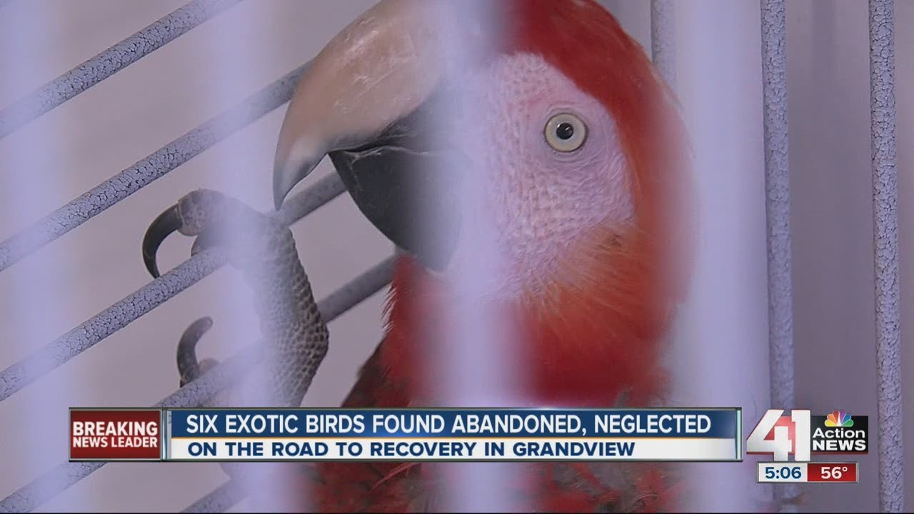 Neglected parrots rescued by Grandview bird operation - YouTube
