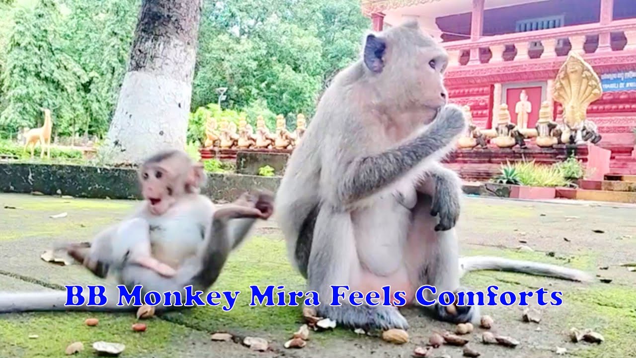 BB Monkey Mira Feels Great Comfort to his Mother Monkey Malika - YouTube