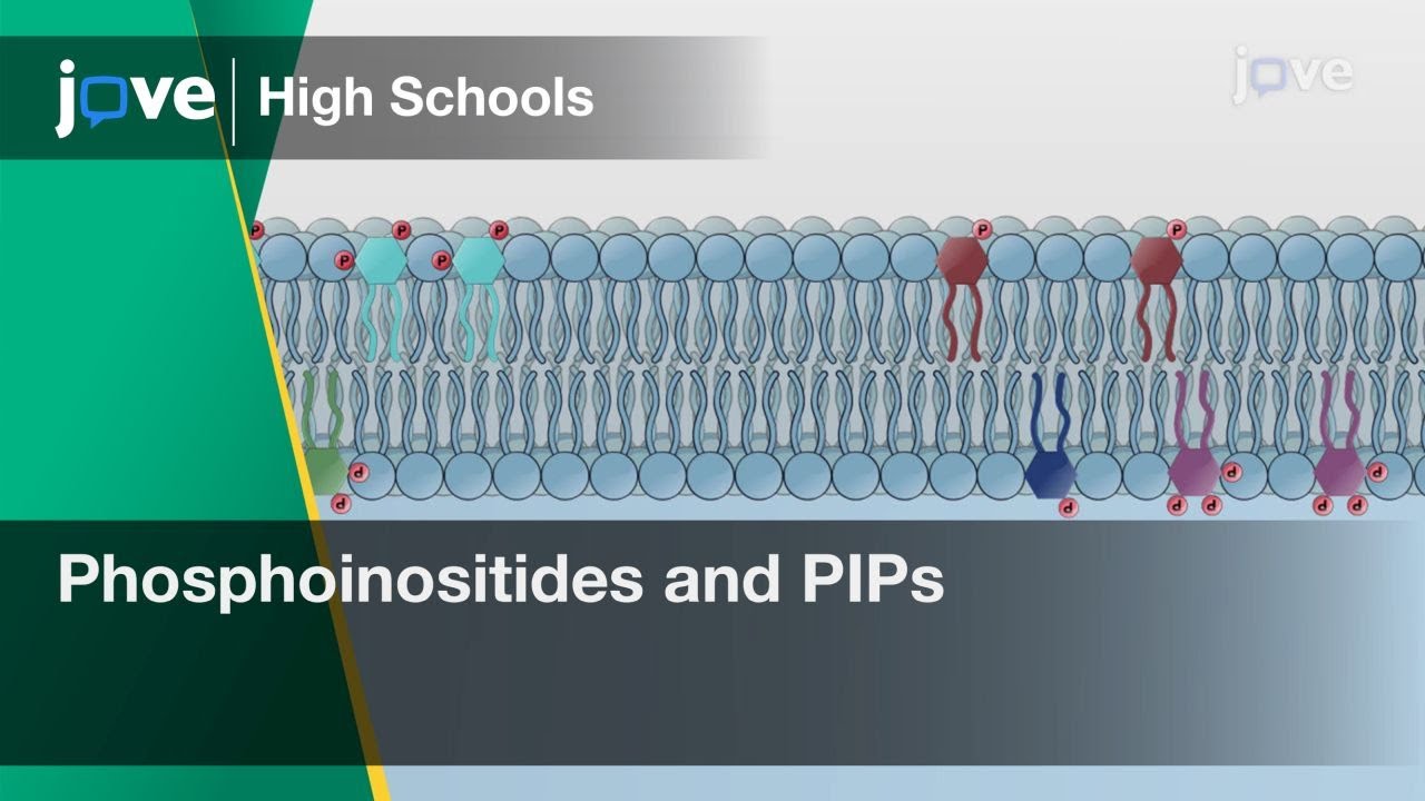 Phosphoinositides and PIPs | Cell Bio | Video Textbooks - Preview - YouTube