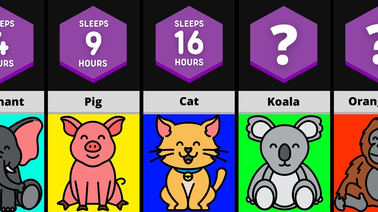 Sleep Time Different Animals | Comparison - YouTube