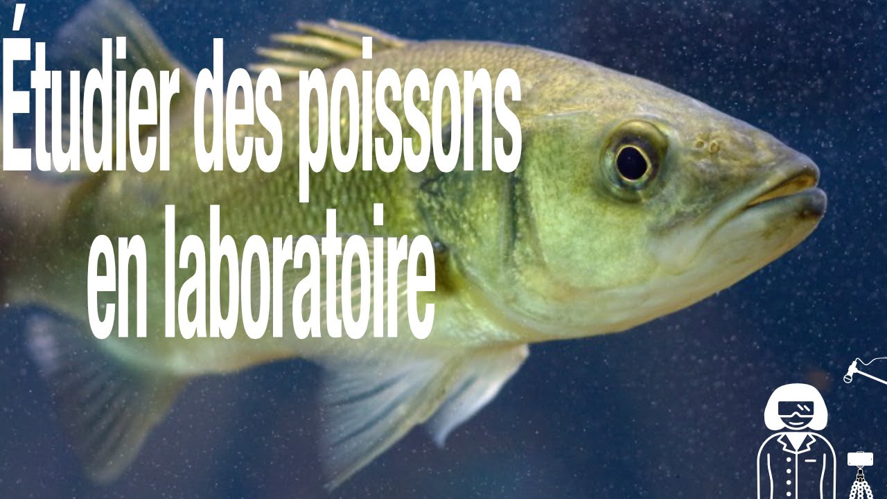 Étudier des poissons en laboratoire - YouTube