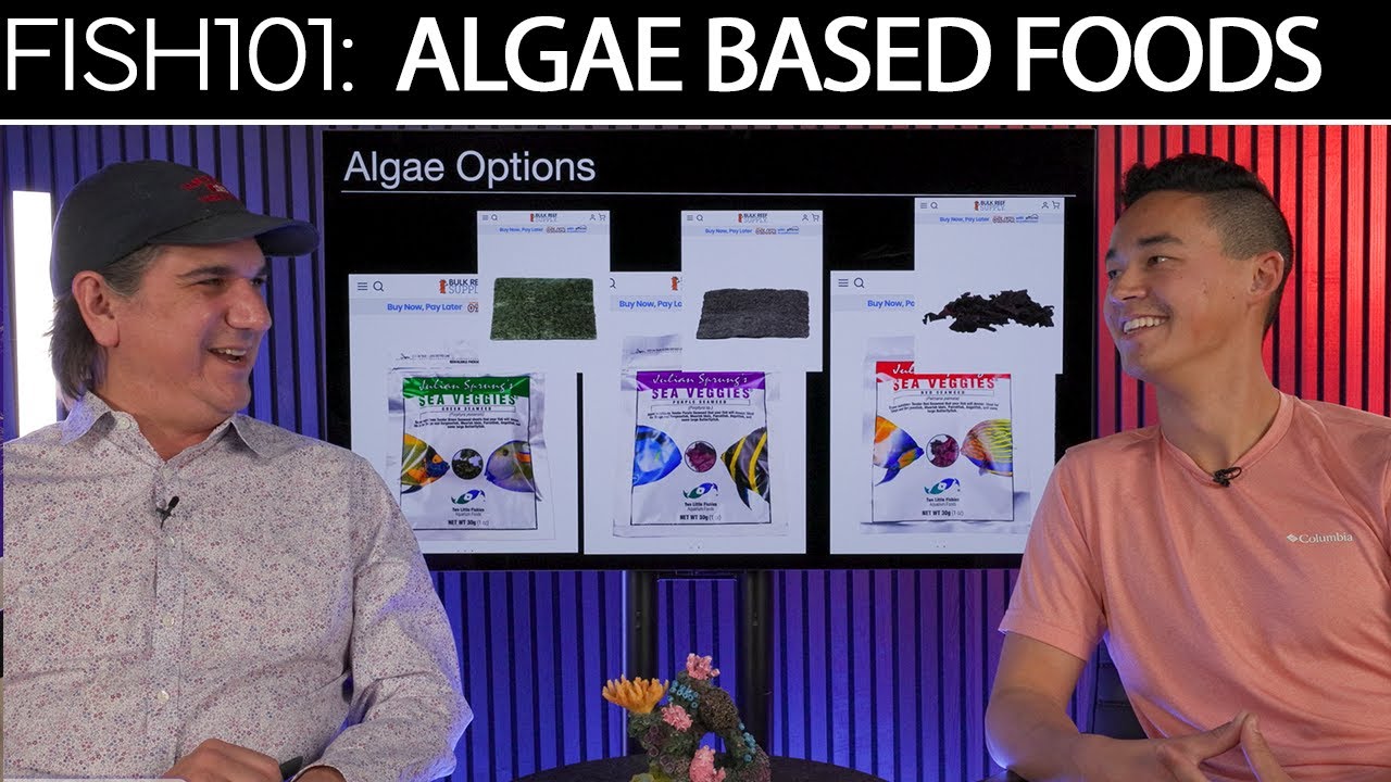 FISH 101: Algae-Based Foods For Saltwater Fish: Benefits, Consequences ...