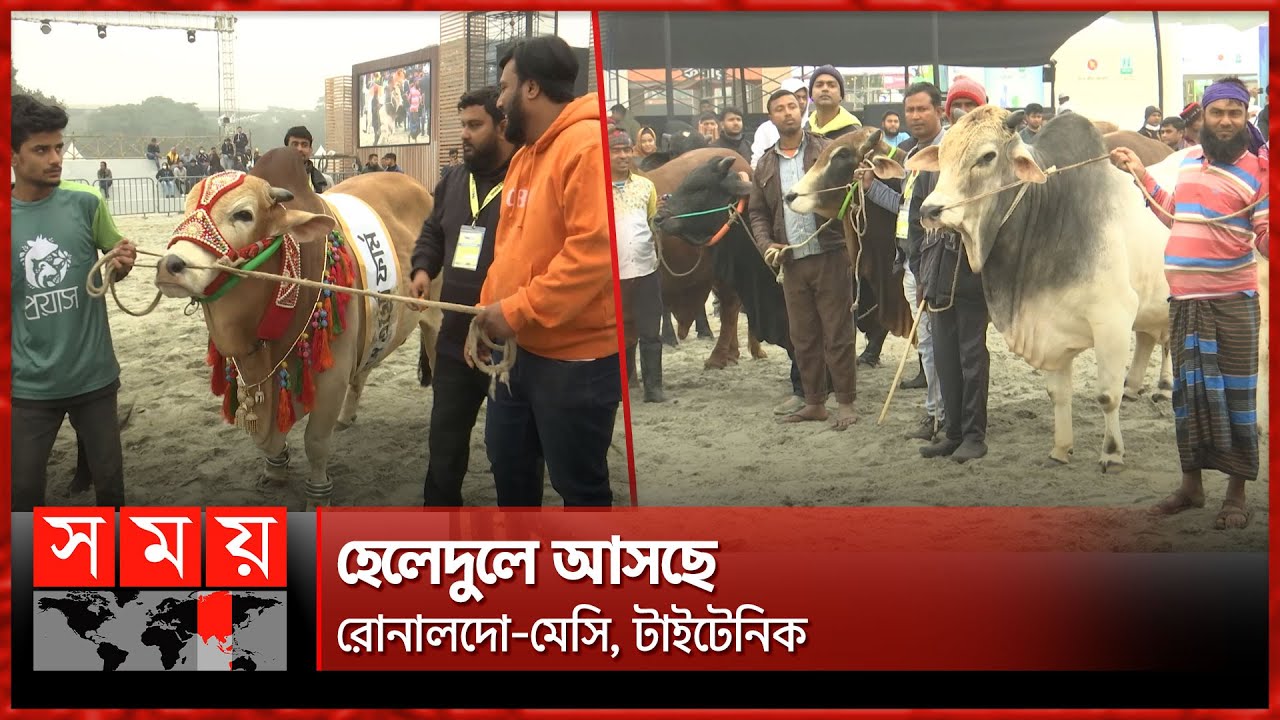 গরু-ছাগলের র‍্যাম্প শো! | Cow Ramp Walk | Cattle Show | Dhaka Cattle ...