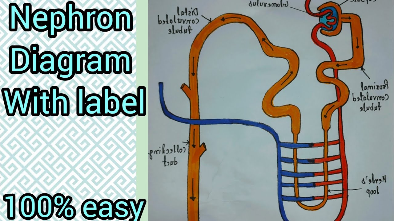 How to draw Nephron Diagram structure| Easy Nephron Diagram Drawing ...