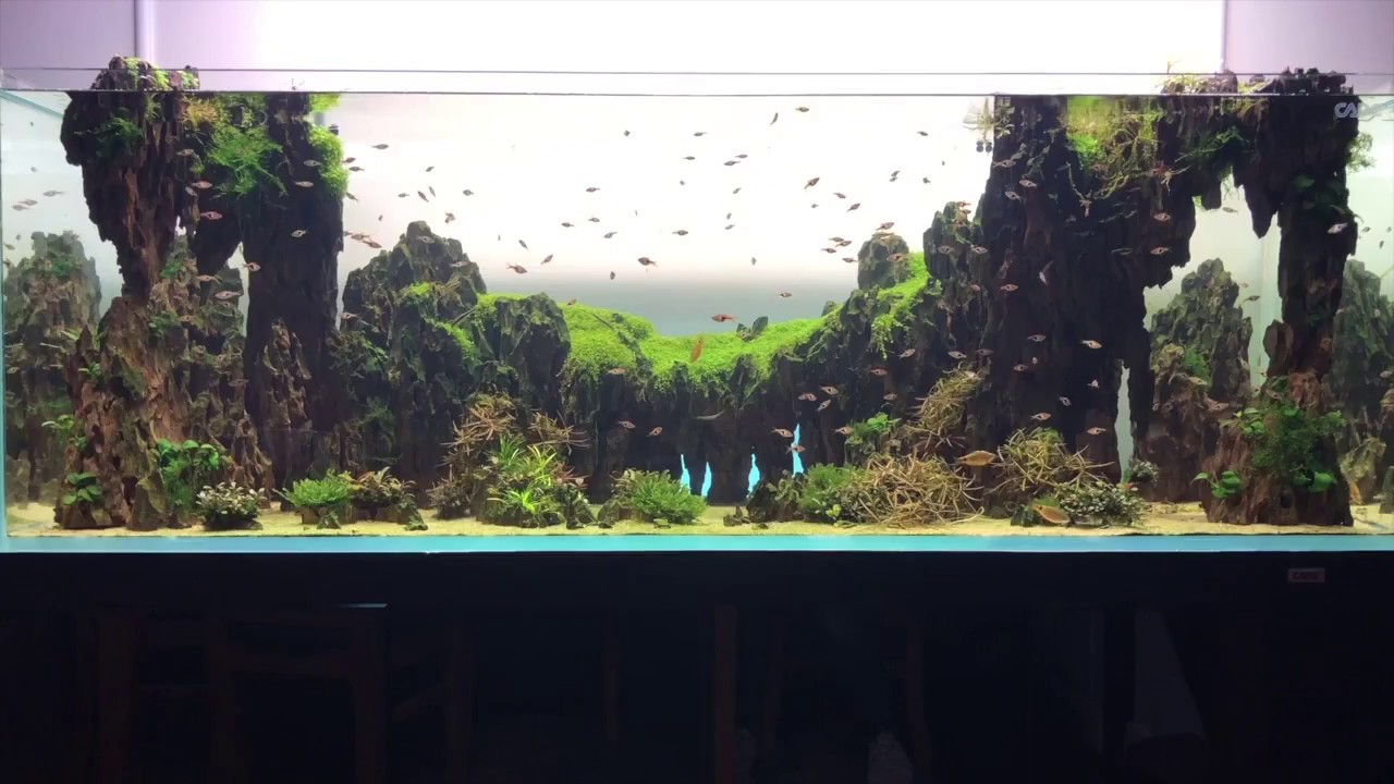 CADE RIVER | CADE Aquariums Australia | Australia