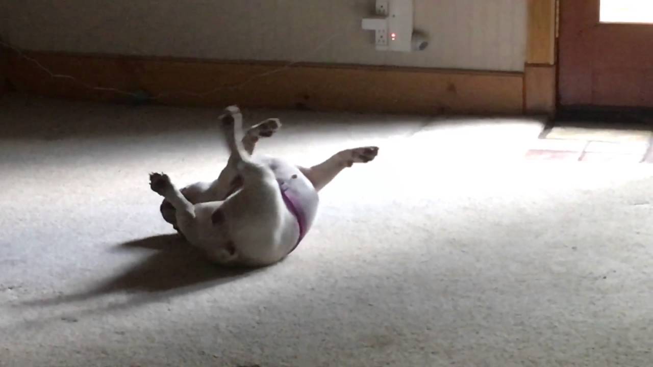 Fat Frenchie - YouTube